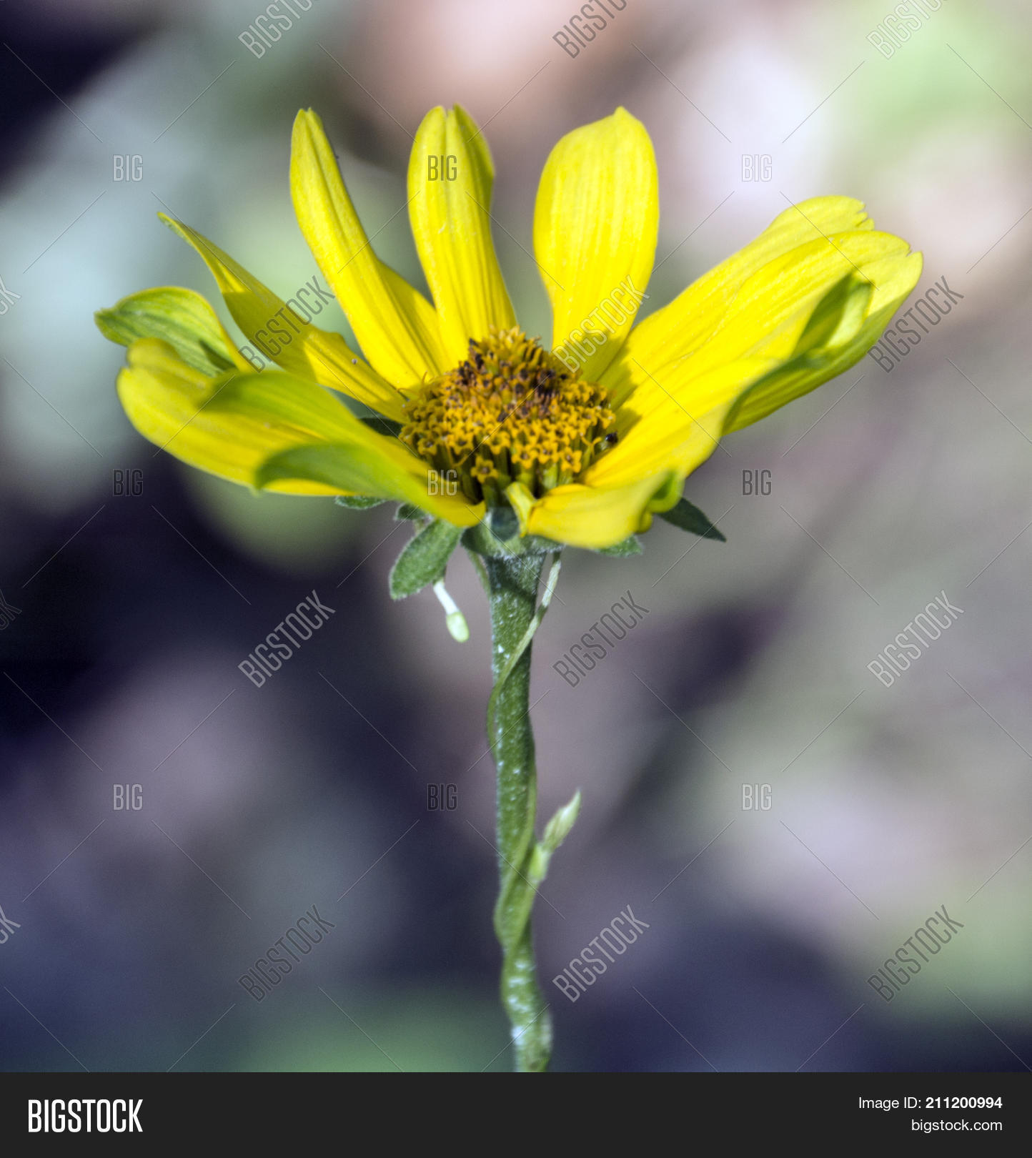 Smooth Oxeye Flower Image & Photo (Free Trial) | Bigstock