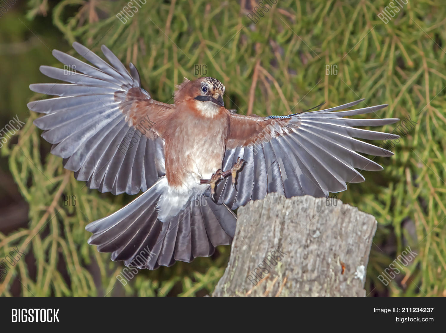 Pretty Bird Wings