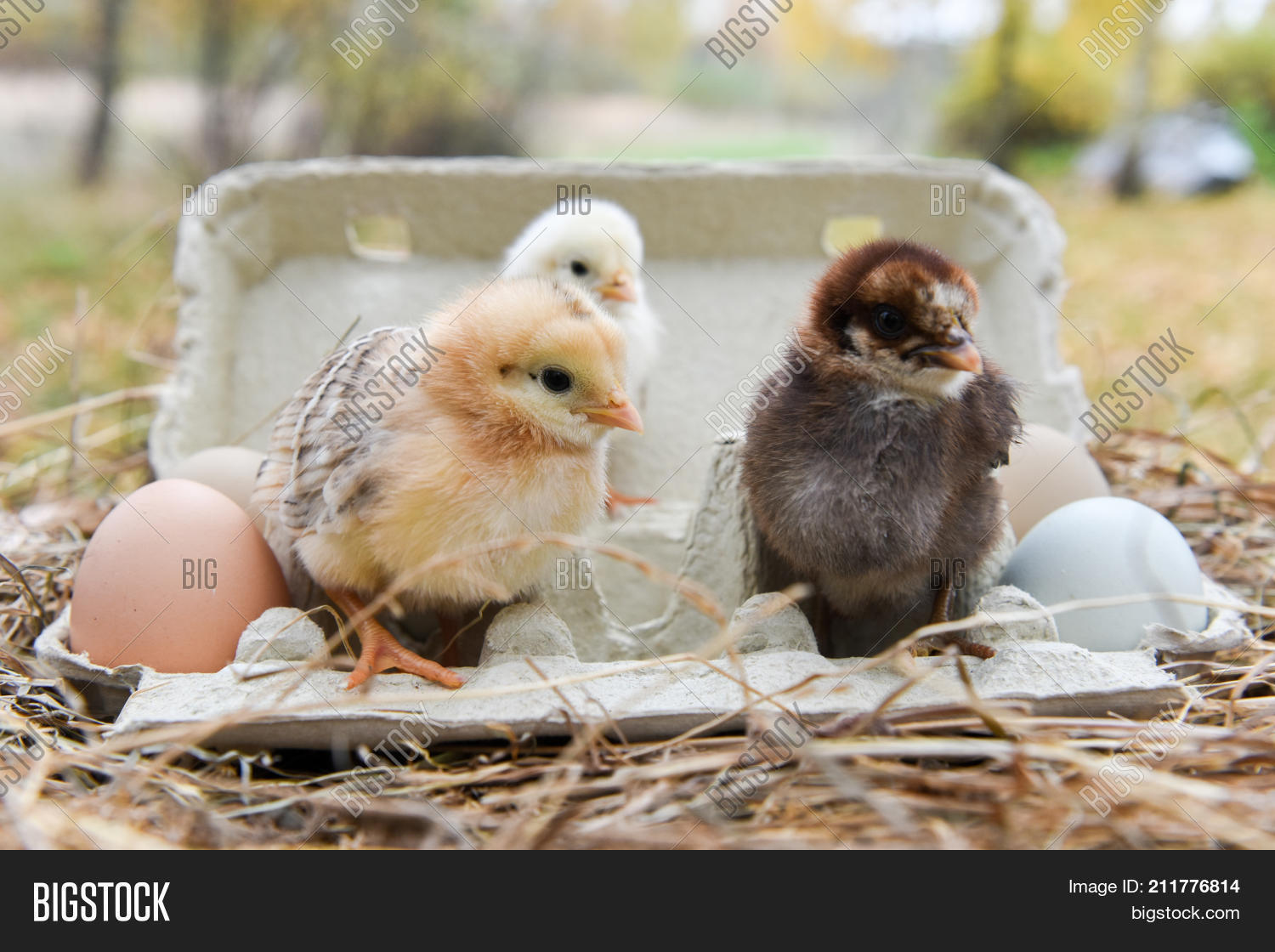Chicken Egg Box Image & Photo (Free Trial) | Bigstock