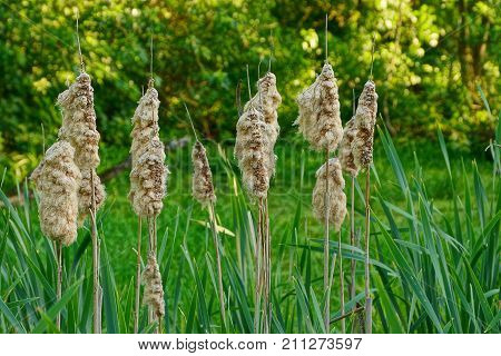 Tall Bulrush Leaves On Image & Photo (Free Trial) | Bigstock