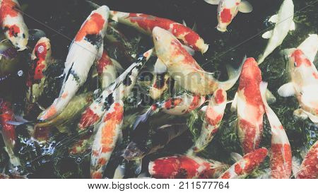 Carp Fish Japanese Koi Image & Photo (Free Trial) | Bigstock