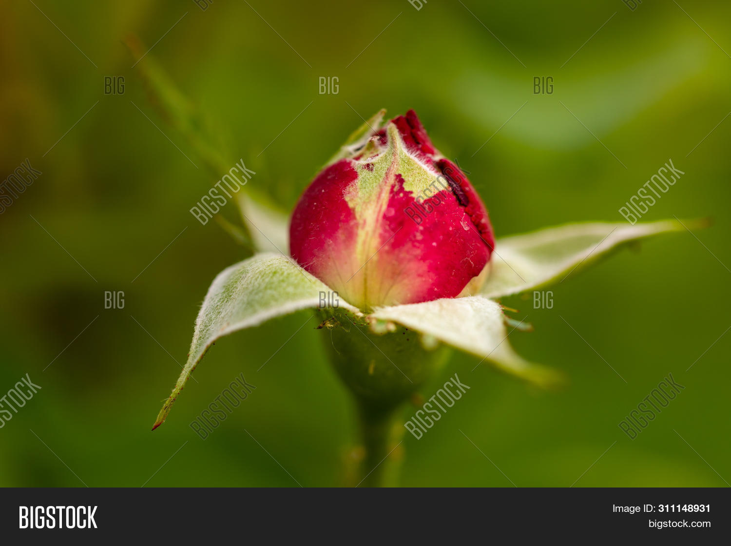 New Red Rose Bud. Image & Photo (Free Trial) | Bigstock