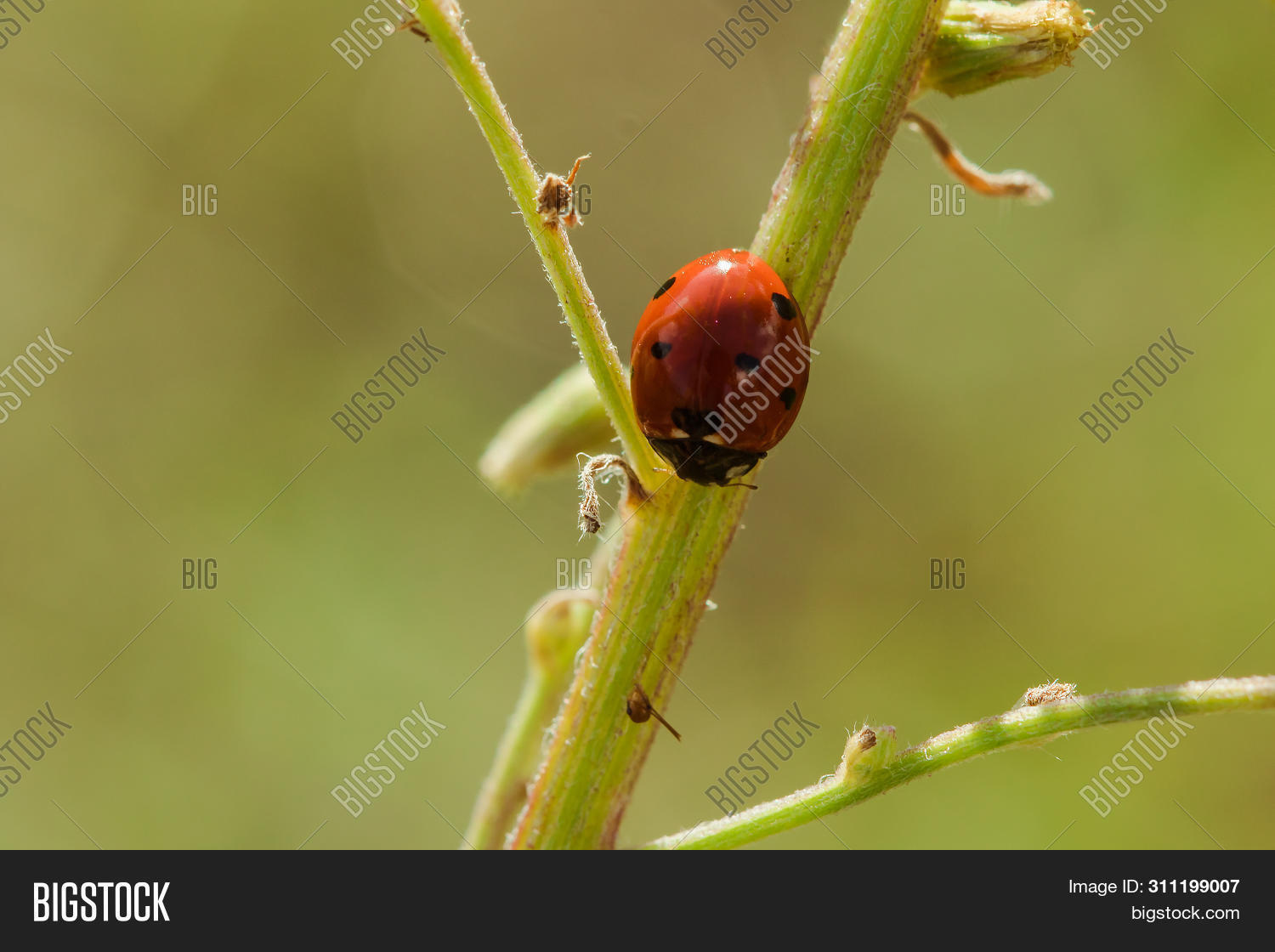 Ladybug On Tree Image & Photo (Free Trial) | Bigstock