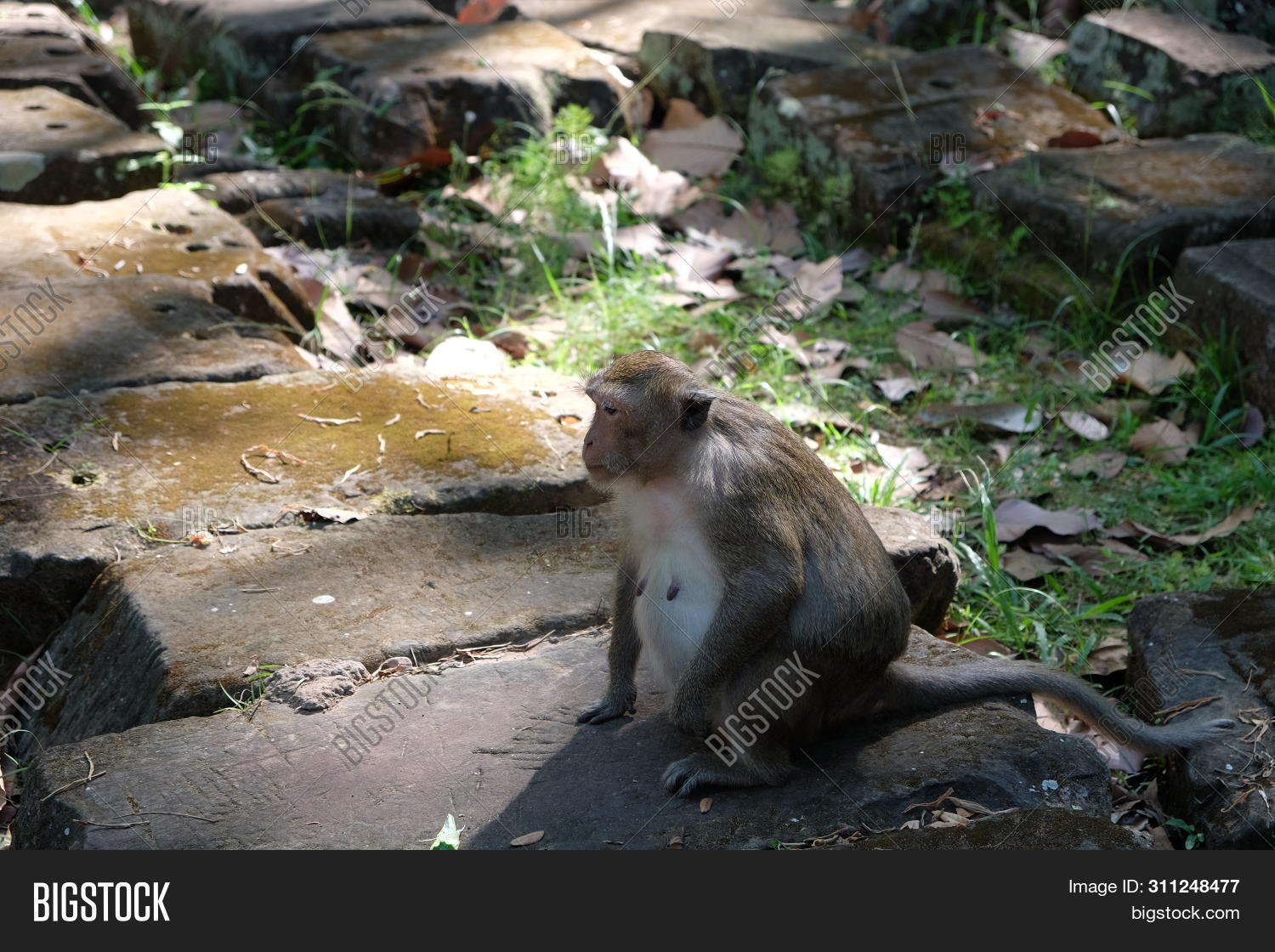 Cute Furry Monkey Sits Image & Photo (Free Trial) | Bigstock