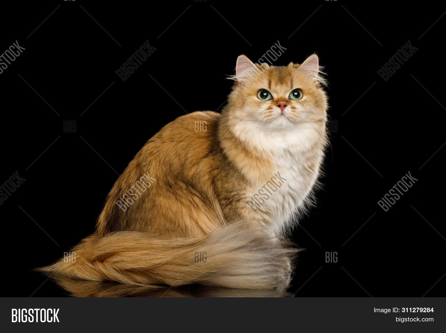 British Cat Red Color Image & Photo (Free Trial) | Bigstock