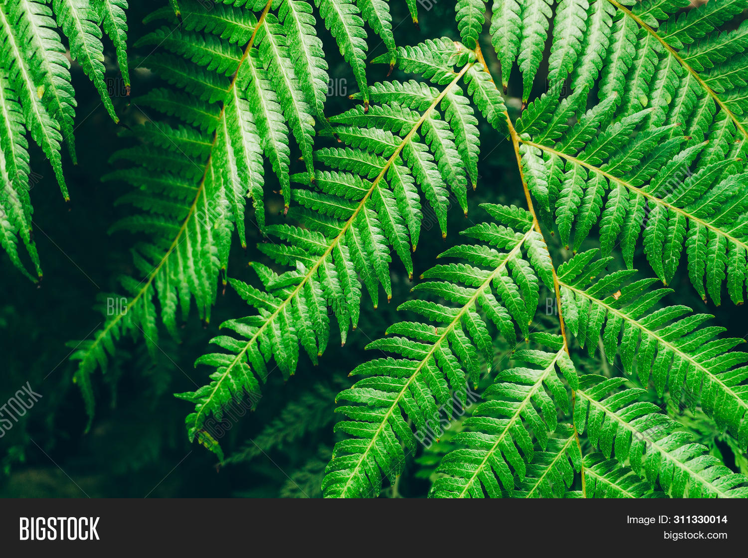 Jungle Plants Image & Photo (Free Trial) | Bigstock