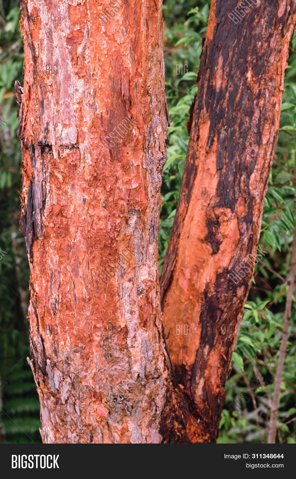 Red Bark Tree 图片和照片（免费试用） | Bigstock