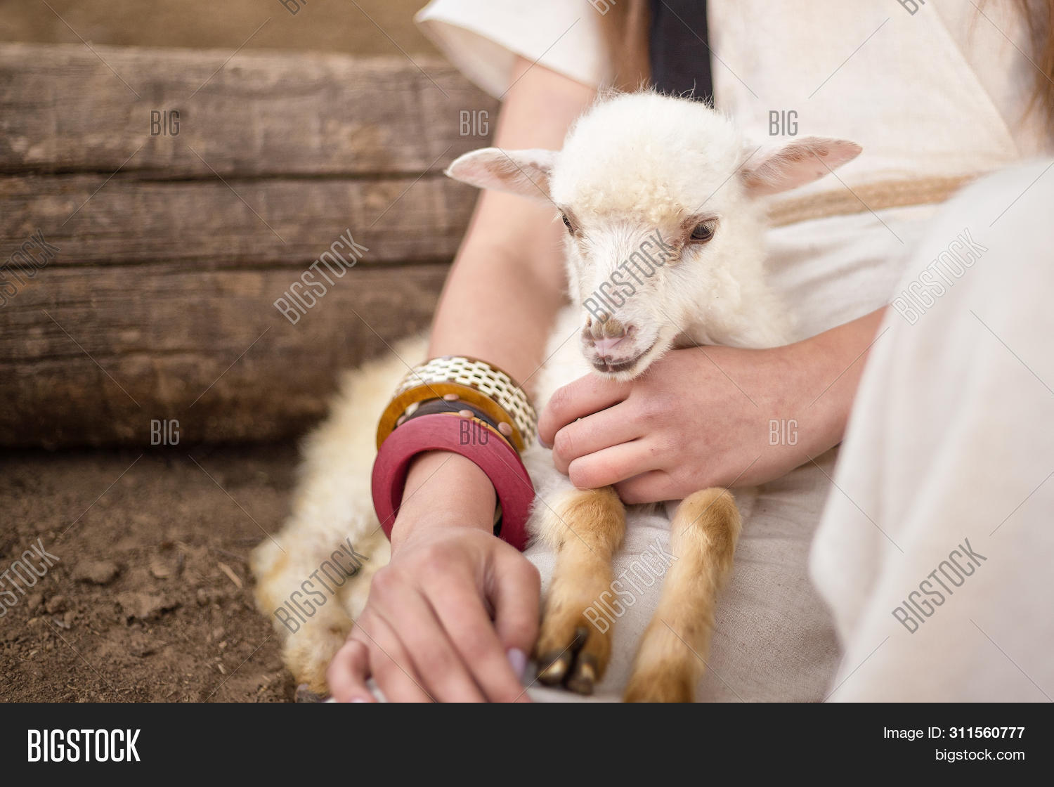 Lamb Hands Woman, Image & Photo (Free Trial) | Bigstock