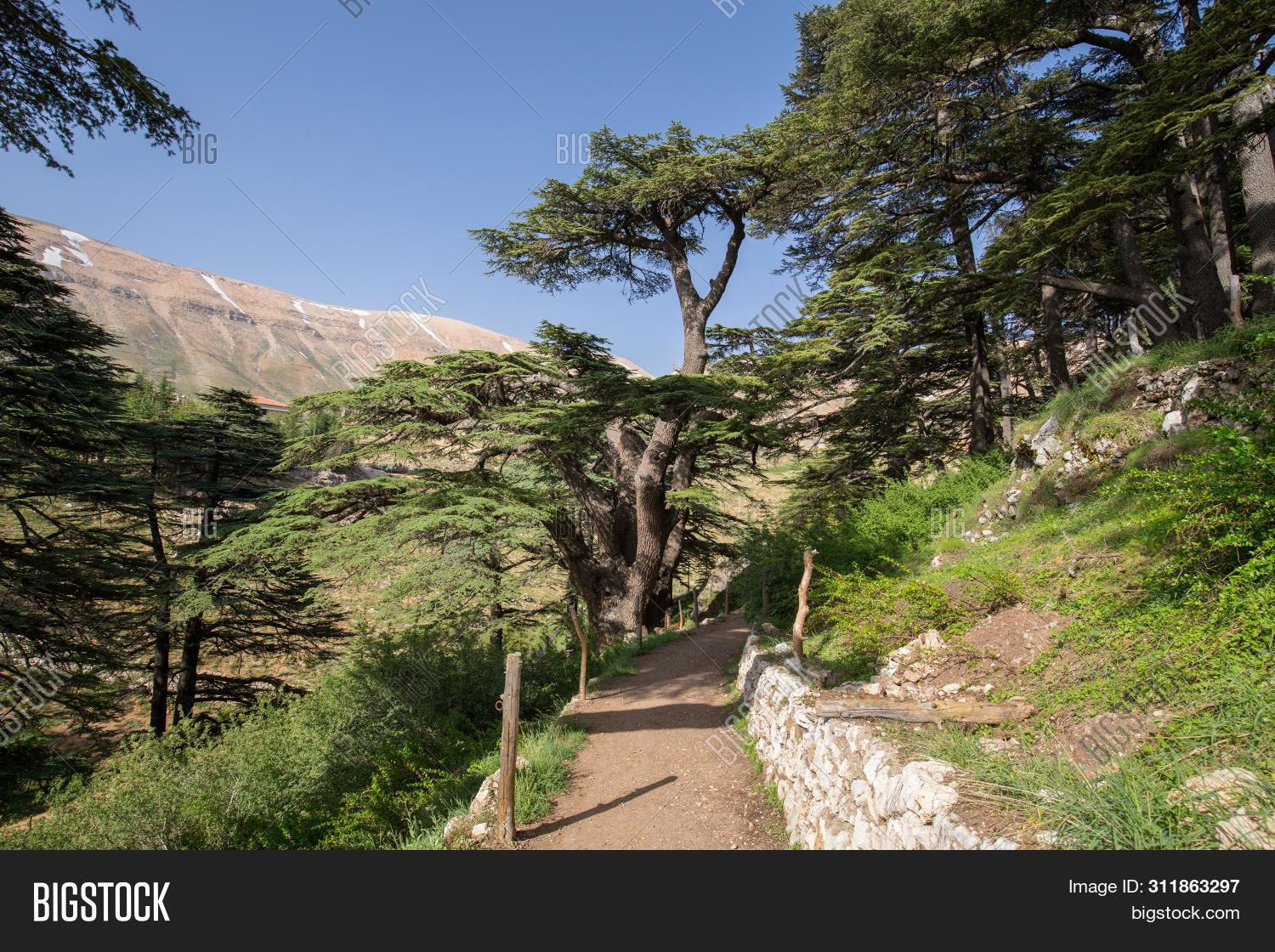 Lebanon Cedar. Cedars Image & Photo (Free Trial) | Bigstock