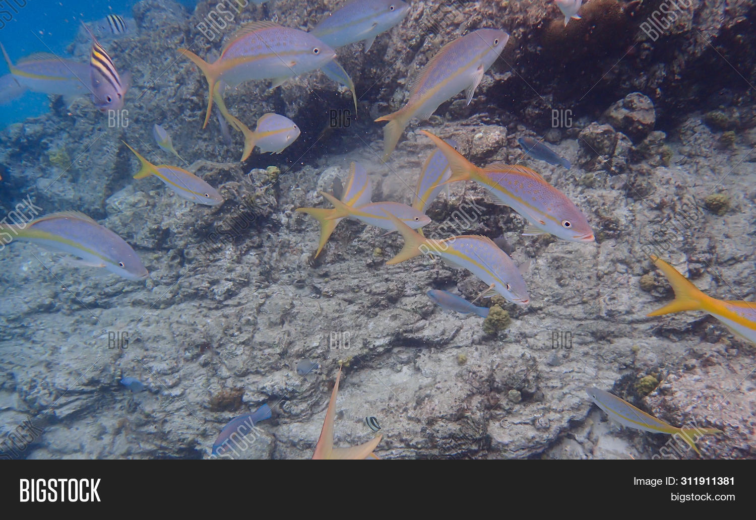 School Yellowtail Image & Photo (Free Trial) | Bigstock