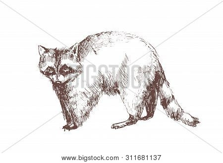 Raccoon Hand Drawn Vector & Photo (Free Trial) | Bigstock