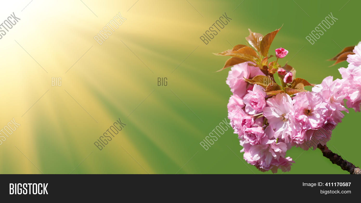 Sakura Flowers Sun Image & Photo (Free Trial) | Bigstock