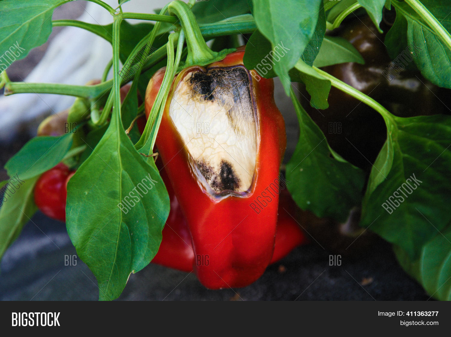 Patient Fruit Pepper. Image & Photo (Free Trial) | Bigstock