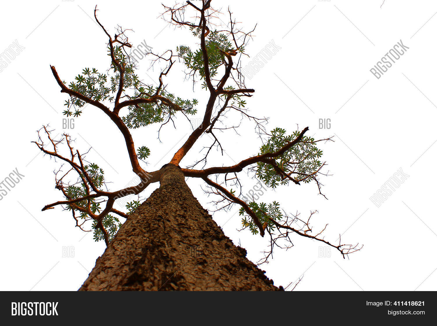 Looking Big Tree Image & Photo (Free Trial) | Bigstock
