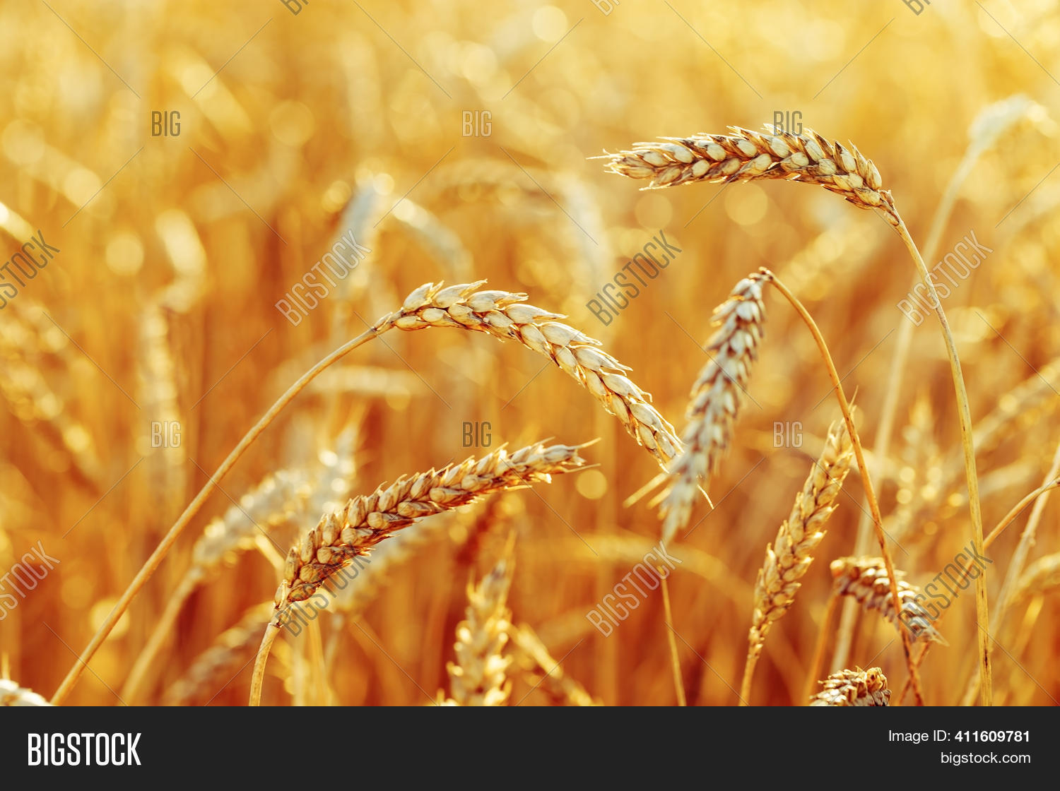 Ripe Wheat Image & Photo (Free Trial) | Bigstock
