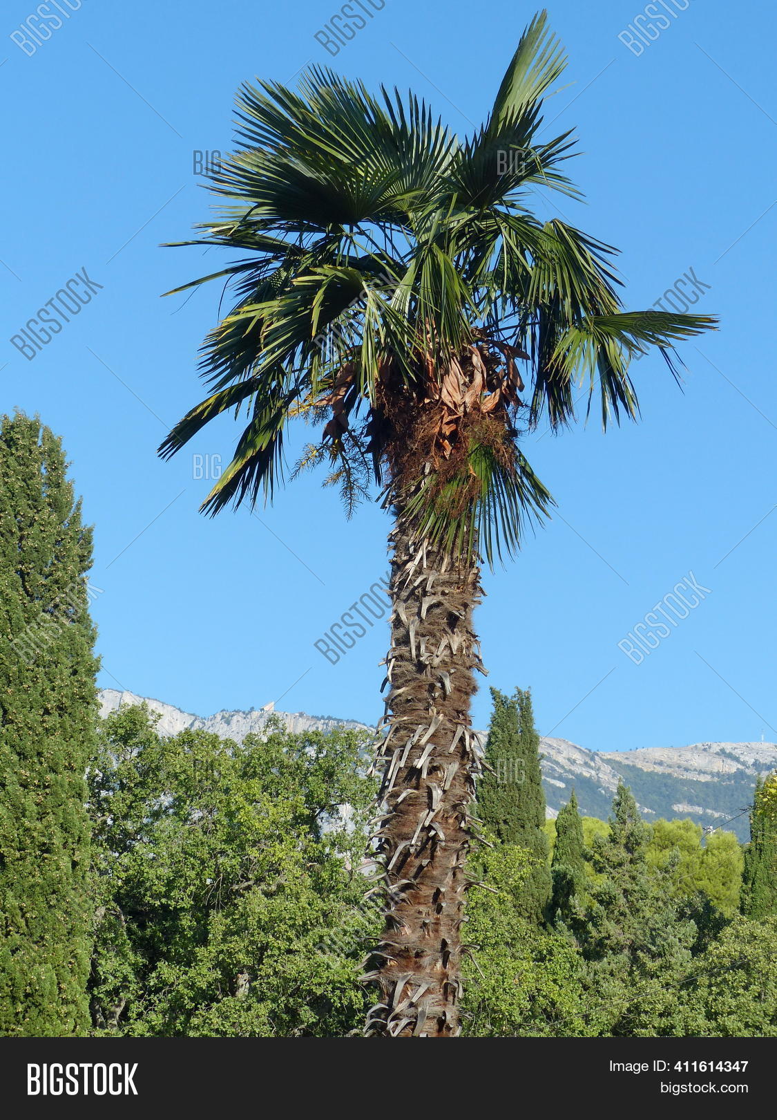 Fan Palm Common Name Image & Photo (Free Trial) | Bigstock