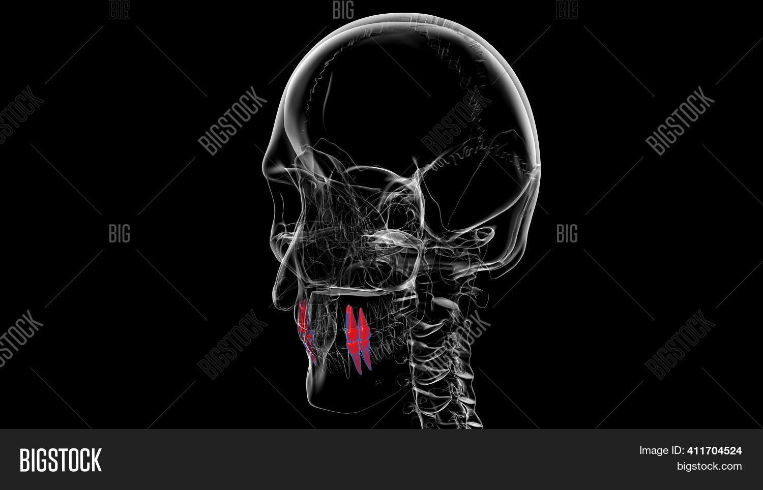 Human Teeth Premolars Image & Photo (Free Trial) | Bigstock