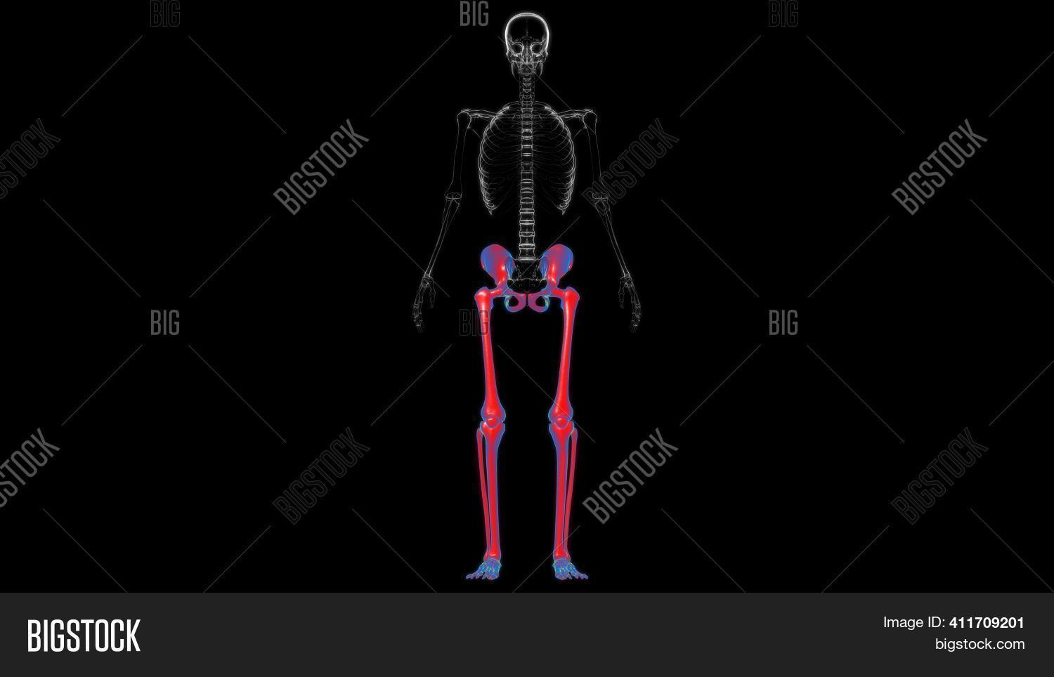 Human Skeleton Lower Image & Photo (Free Trial) | Bigstock
