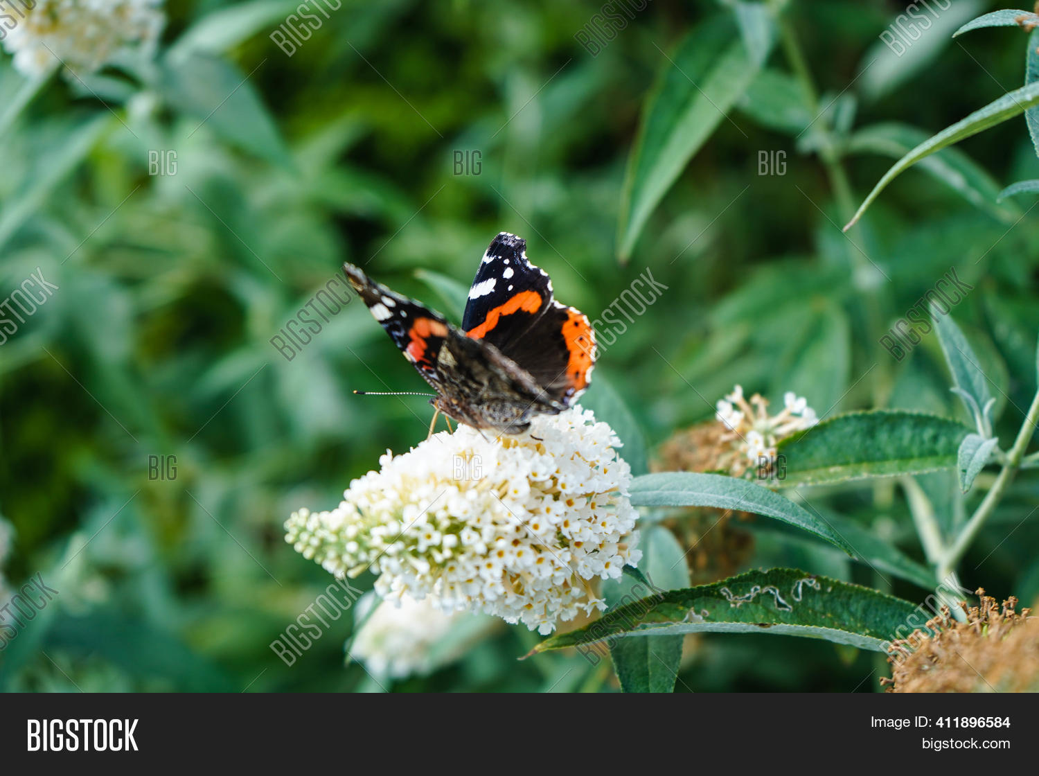 Buddleja Davidii Image & Photo (Free Trial) | Bigstock