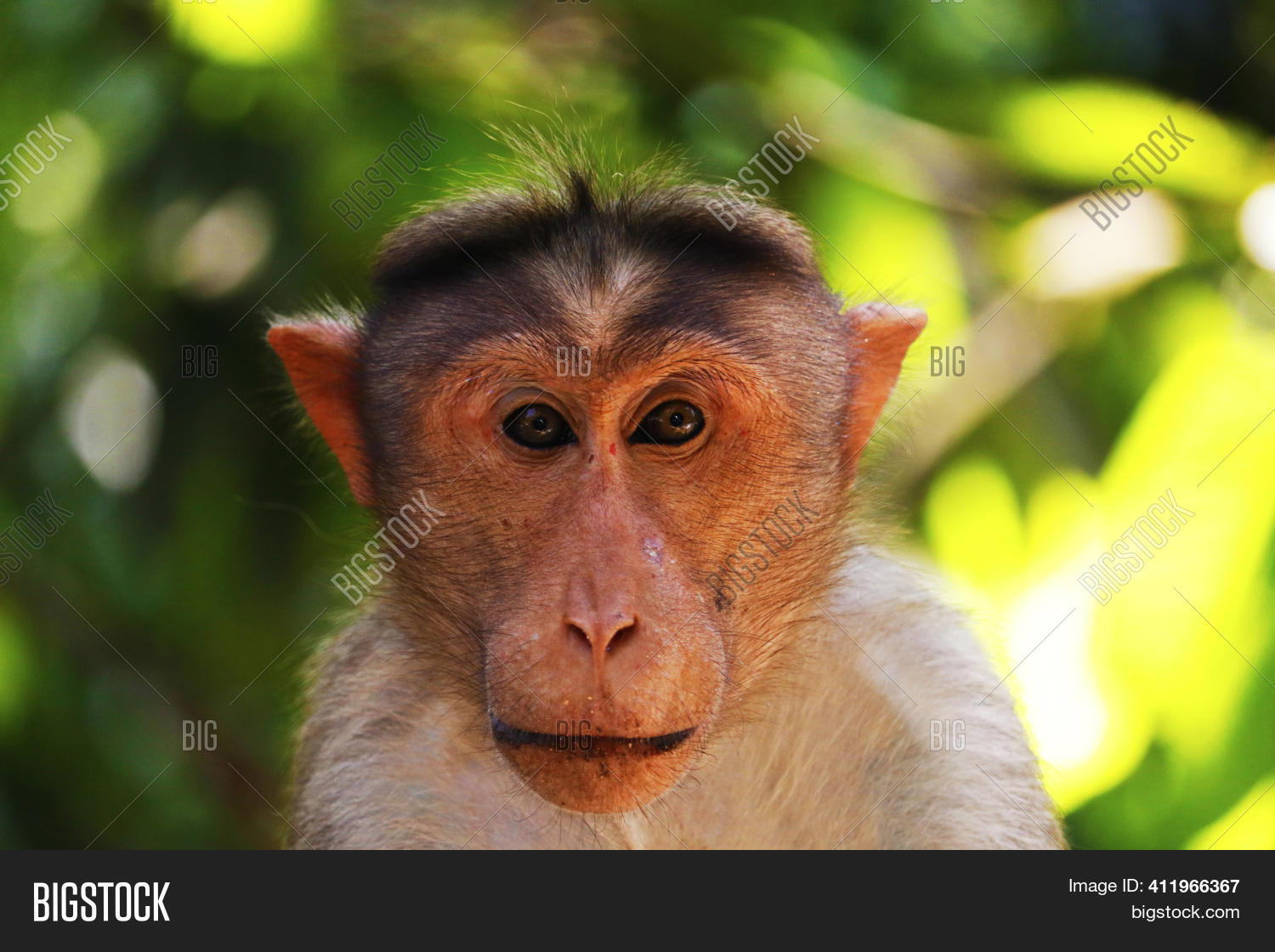 Macaque Monkey Face Image & Photo (Free Trial) | Bigstock