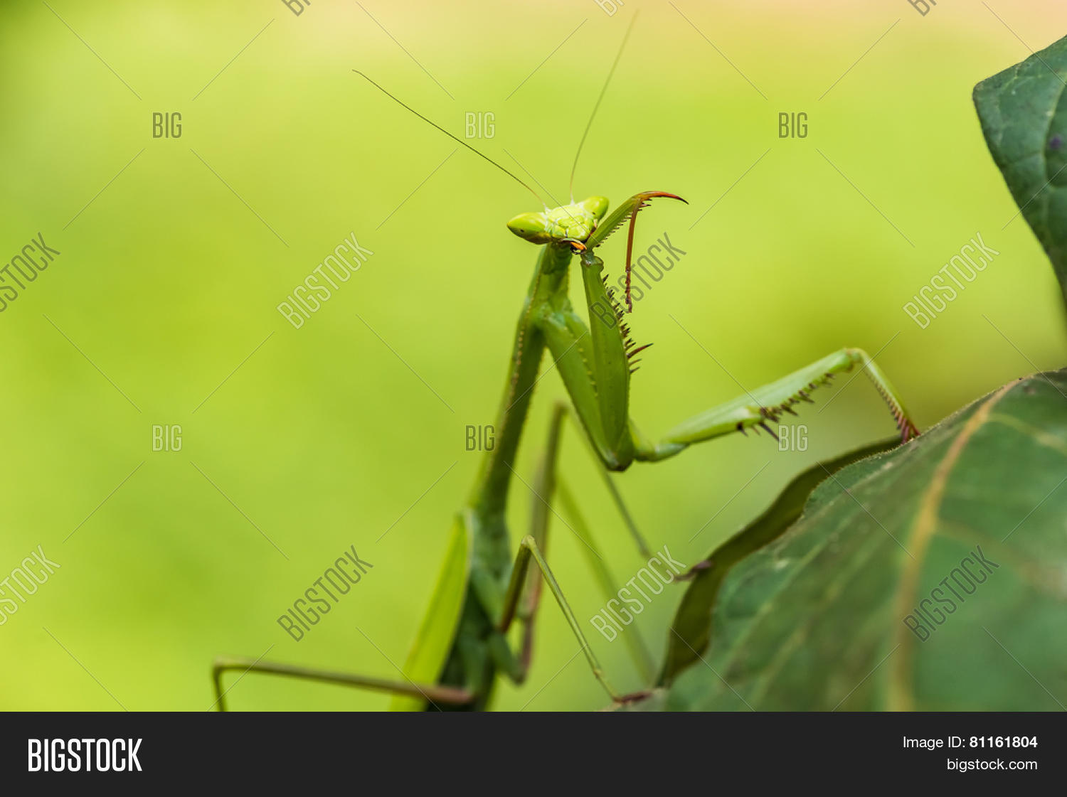 Praying Mantis Image & Photo (Free Trial) | Bigstock