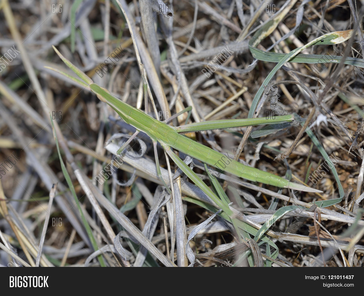 Stick-insect Cricket Image & Photo (Free Trial) | Bigstock