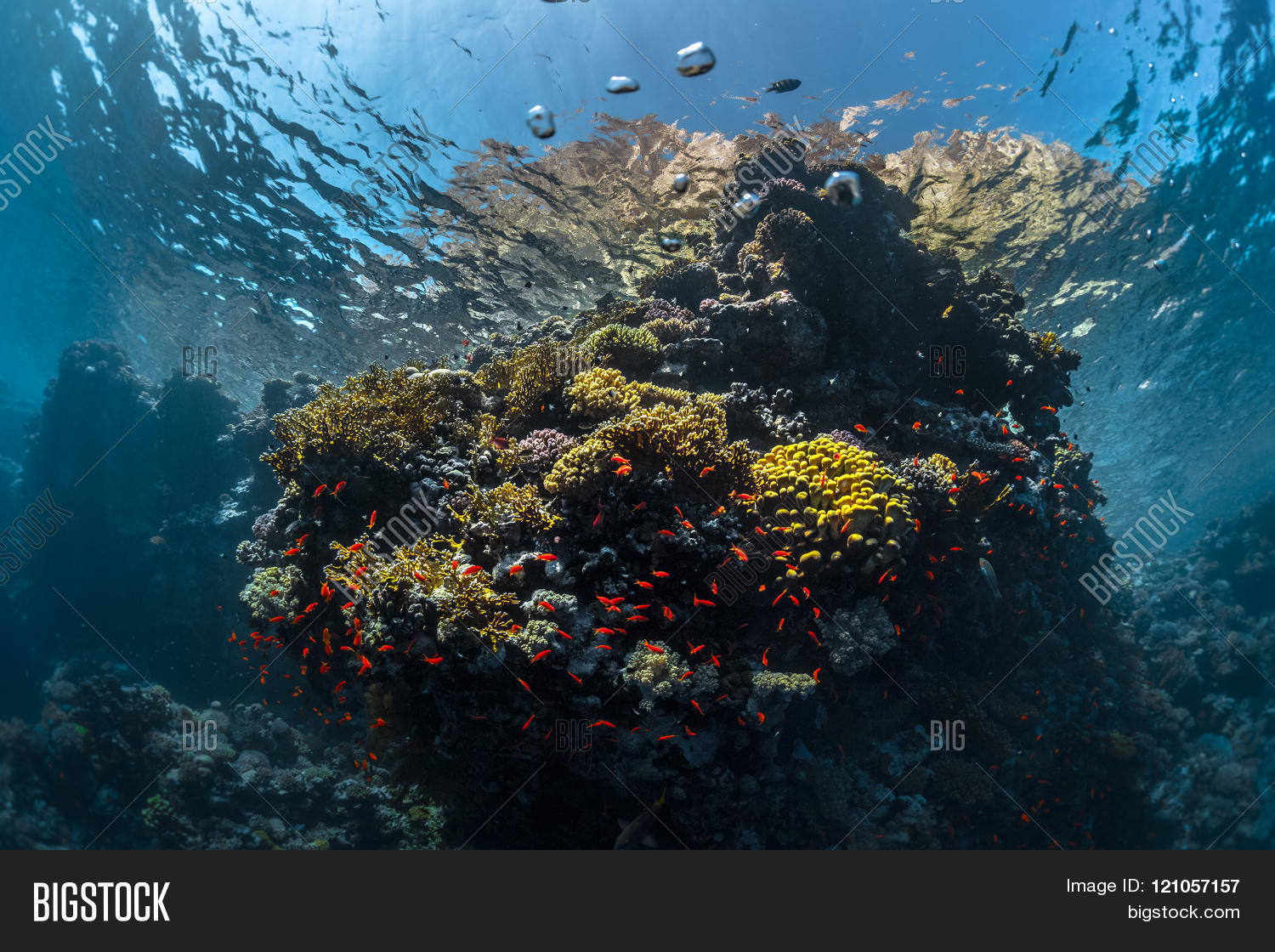 Coral Reefs Tiny Fish Image & Photo (Free Trial) | Bigstock