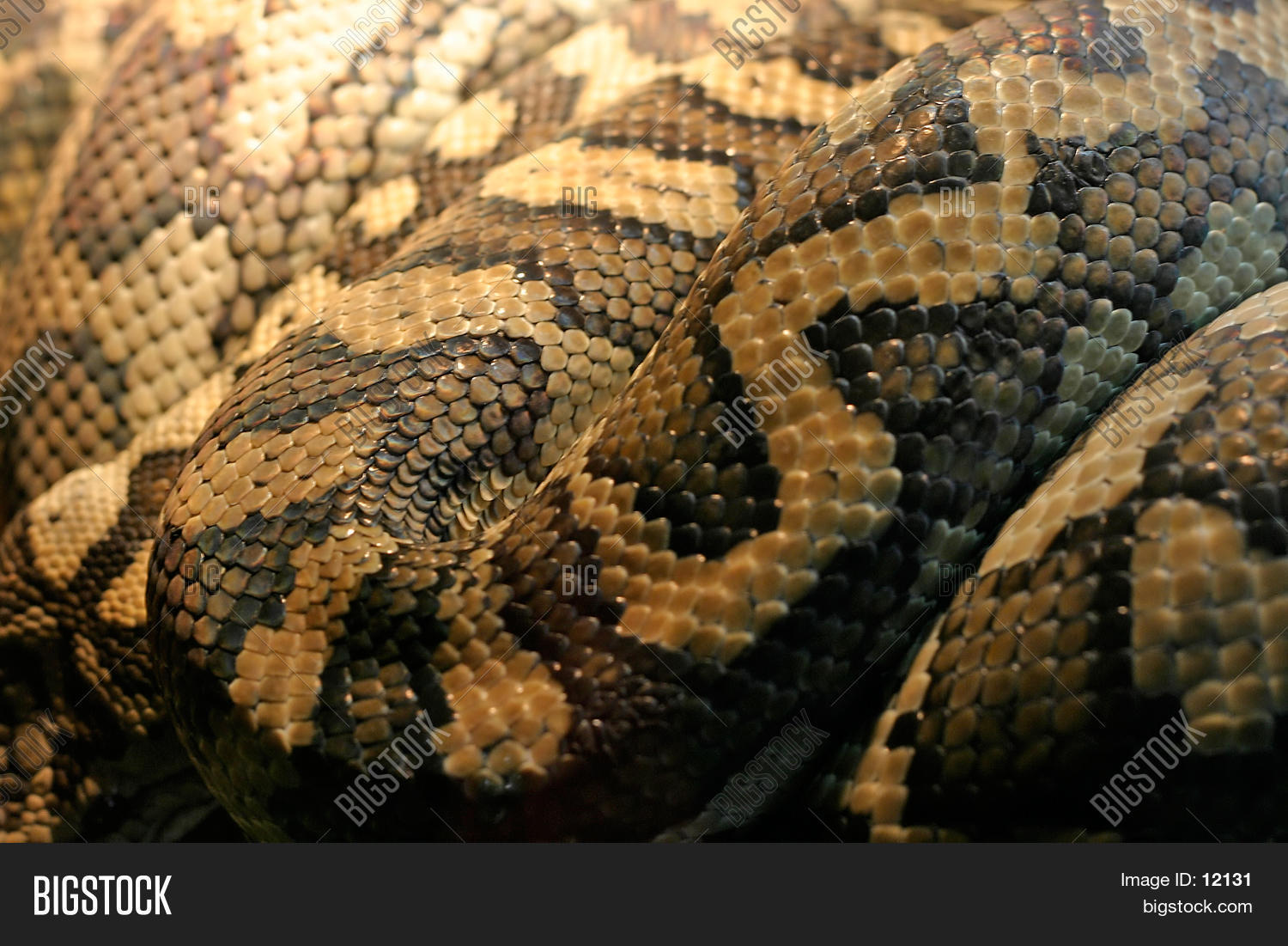 Snake Skin Image & Photo (Free Trial) | Bigstock