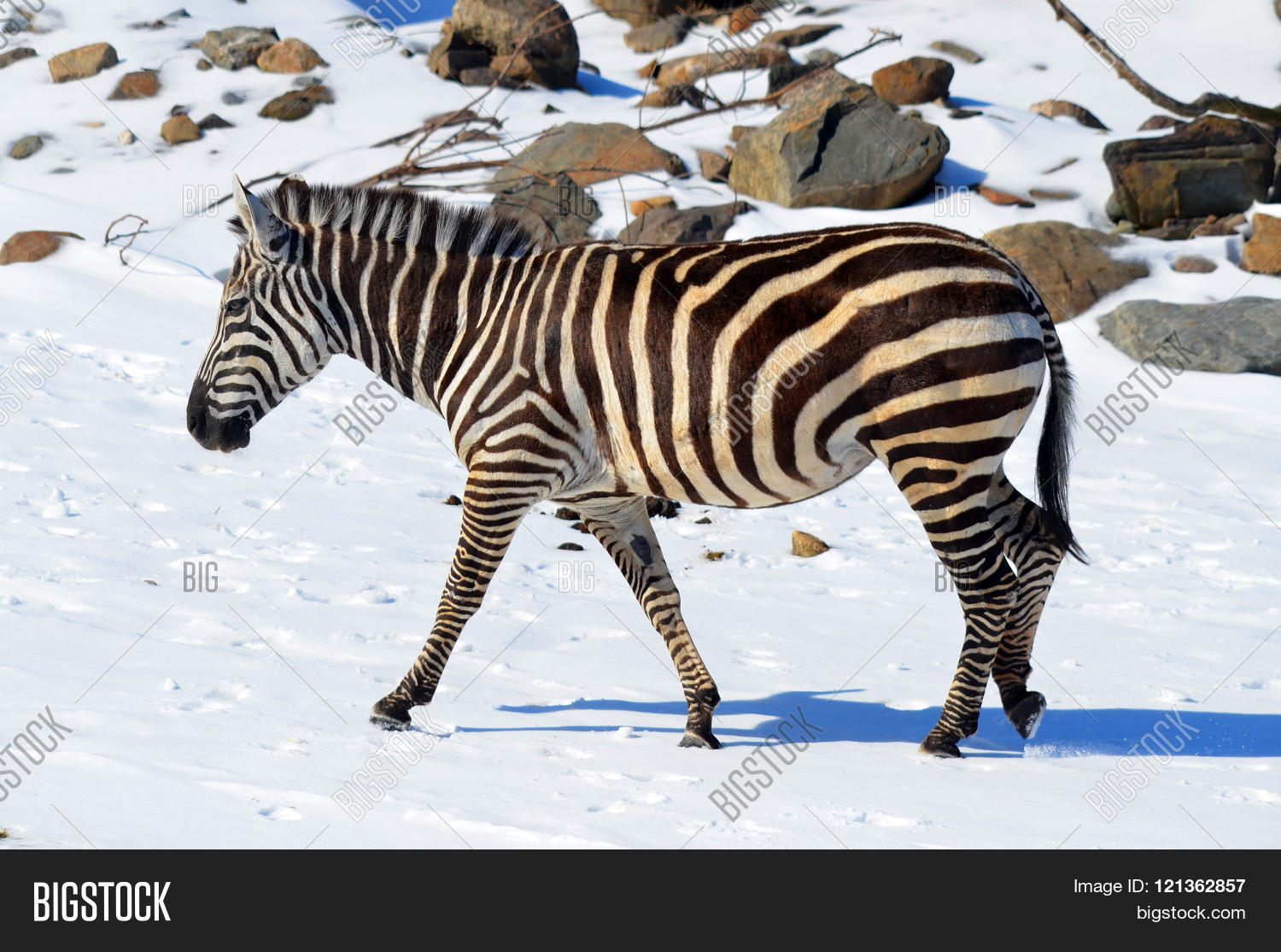 Winter Time Zebras Image & Photo (Free Trial) | Bigstock