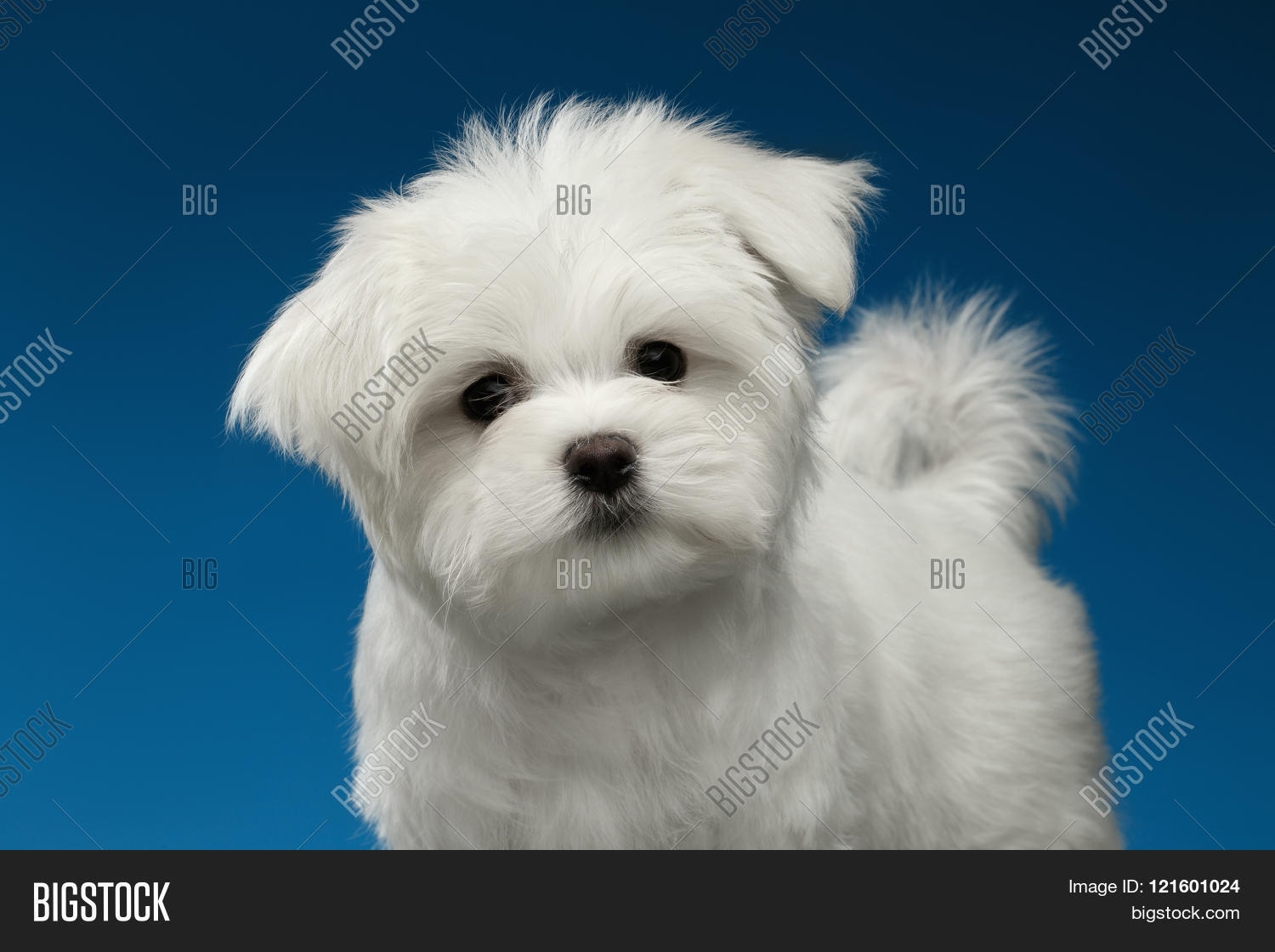 Cute White Maltese Image & Photo (Free Trial) | Bigstock