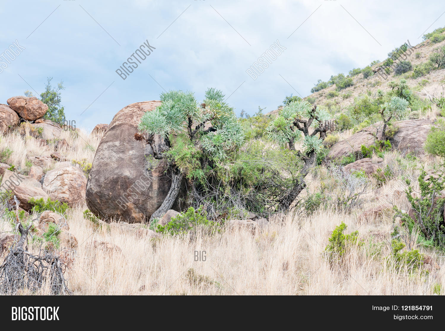 Mountain Cabbage-trees Image & Photo (Free Trial) | Bigstock