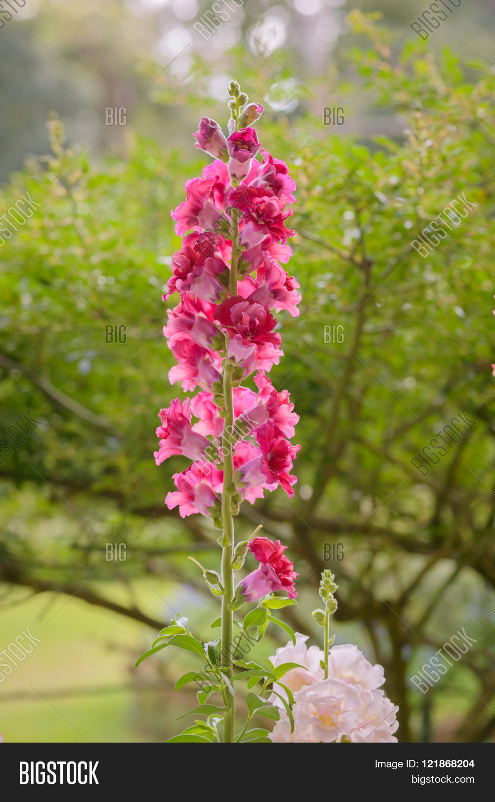 Snap Dragon Flower ( Image & Photo (Free Trial) | Bigstock