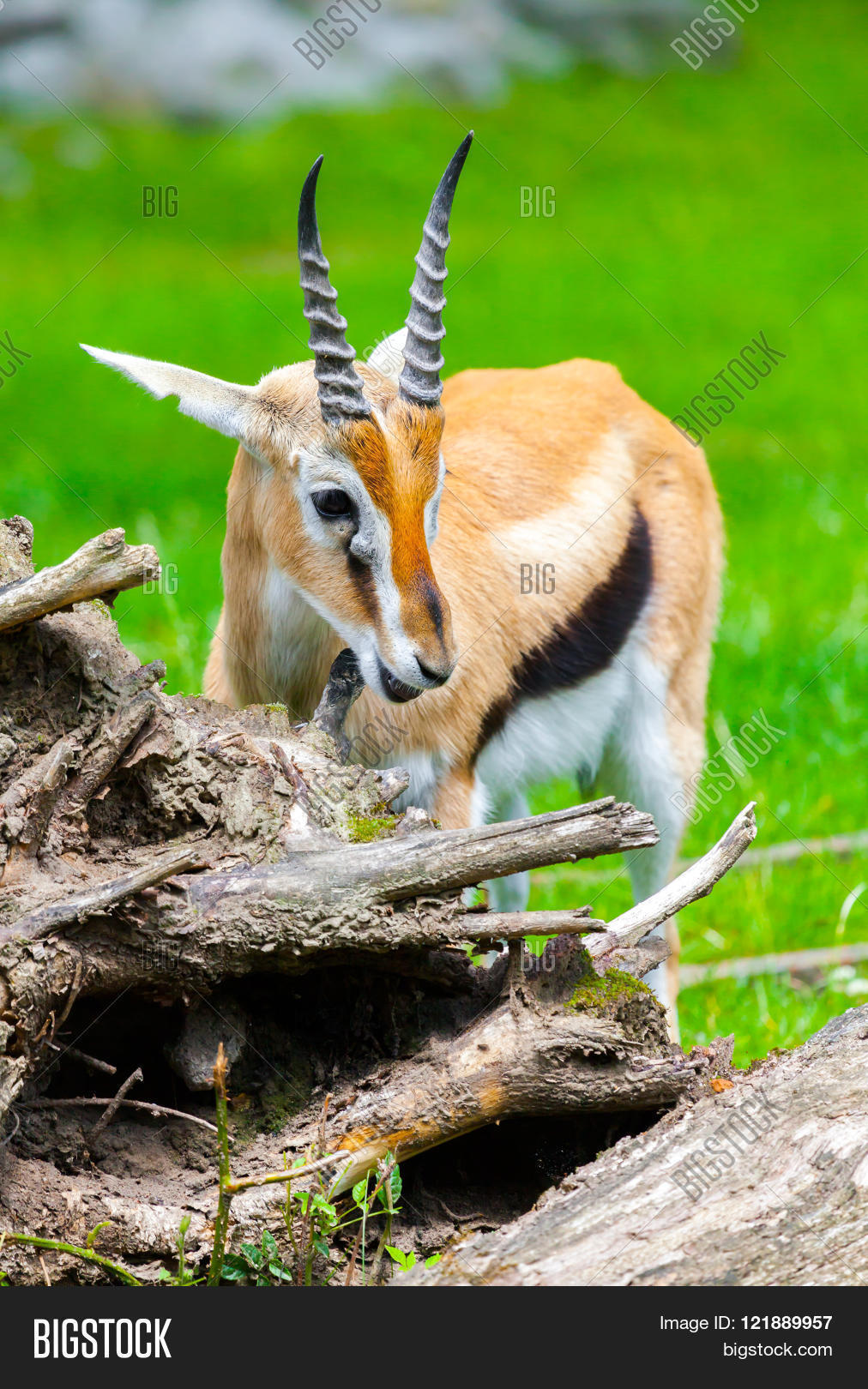Young Lechwe Waterbuck Image & Photo (Free Trial) | Bigstock