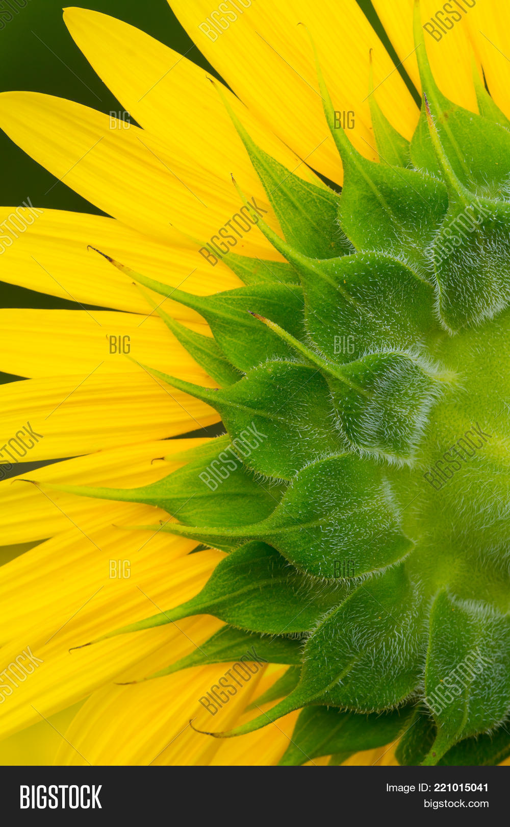 Close View Sunflower Image & Photo (Free Trial) | Bigstock