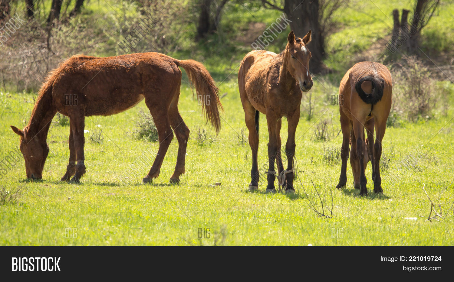 Horses Pasture Spring Image & Photo (Free Trial) | Bigstock