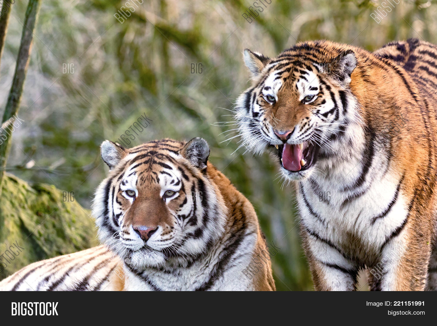 Two Young Adult Image & Photo (Free Trial) | Bigstock