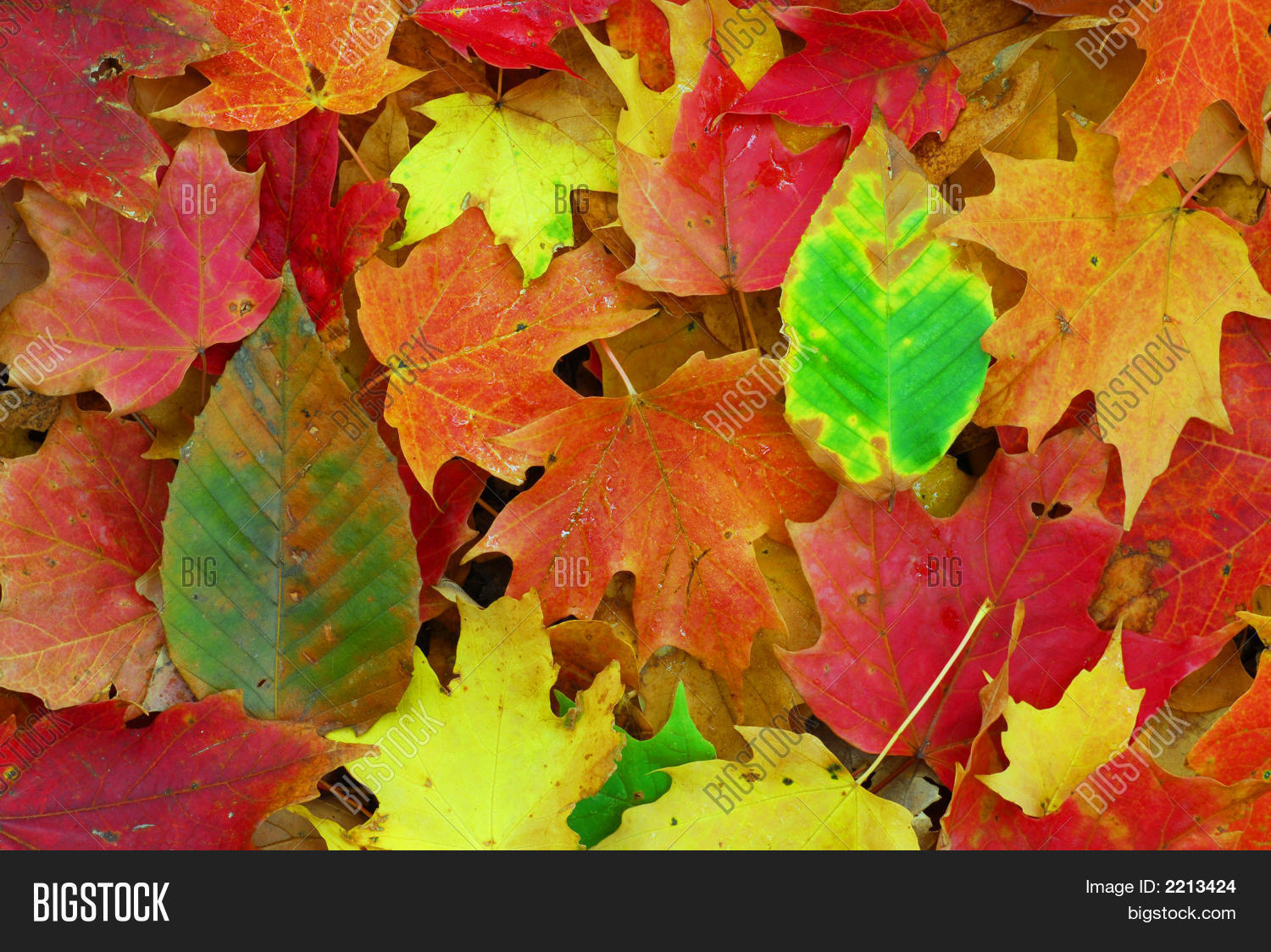 Autumn Leafs Image & Photo (Free Trial) | Bigstock