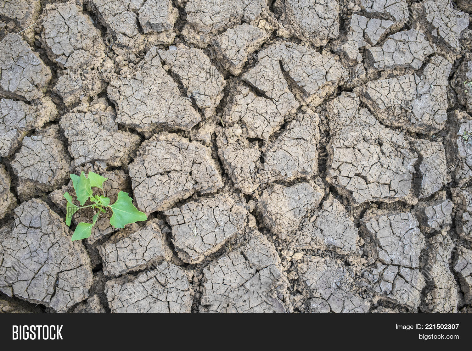 Plant Sprouting Dried Image & Photo (Free Trial) | Bigstock