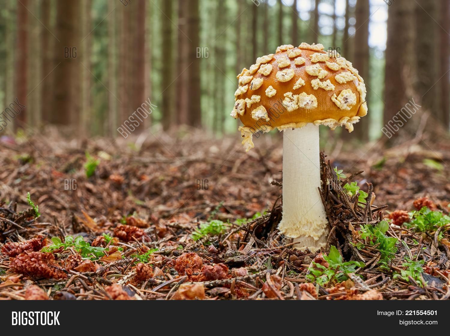 Neoboletus Image & Photo (Free Trial) | Bigstock
