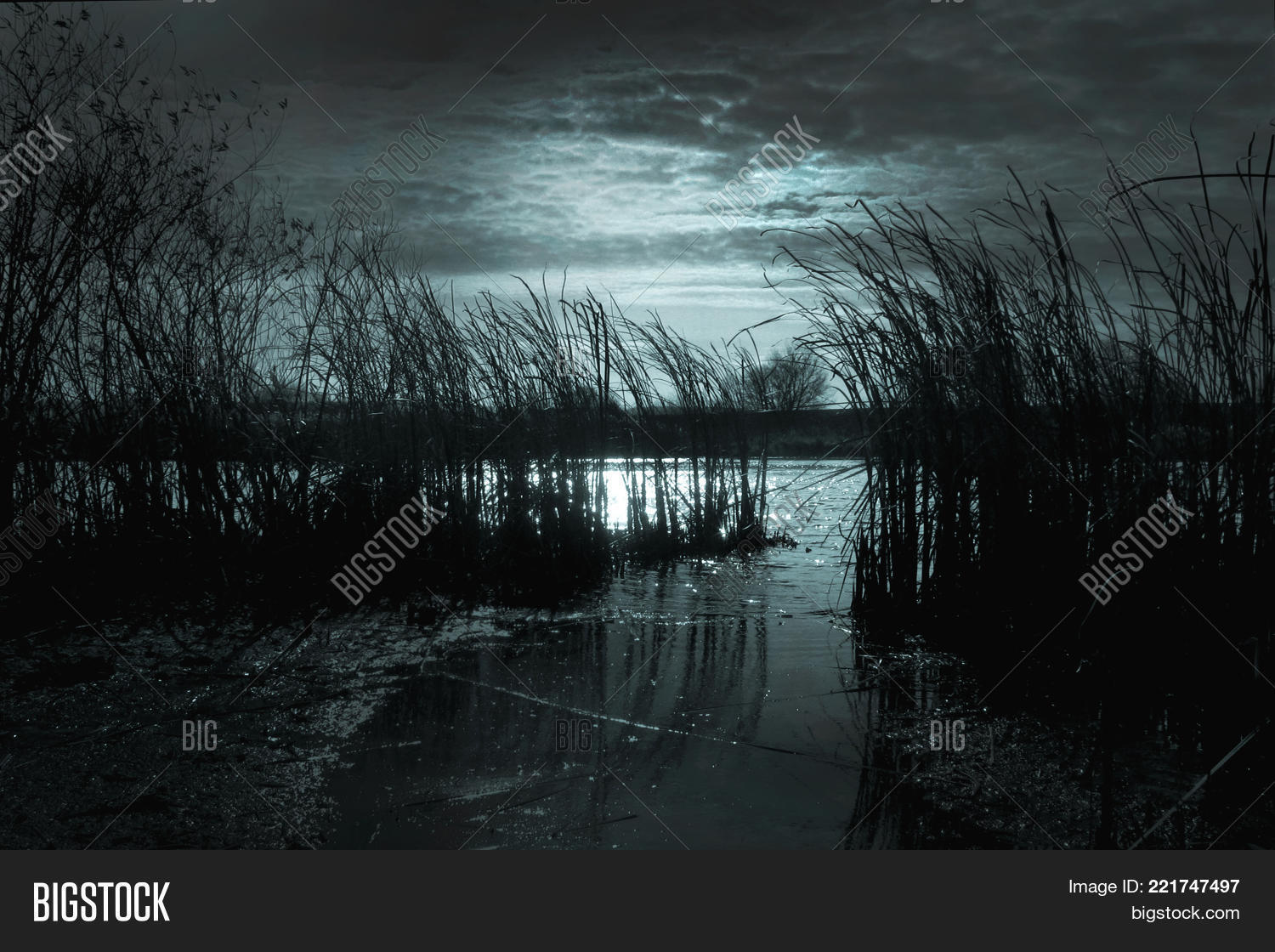 Dark Night River Reeds Image & Photo (Free Trial) | Bigstock