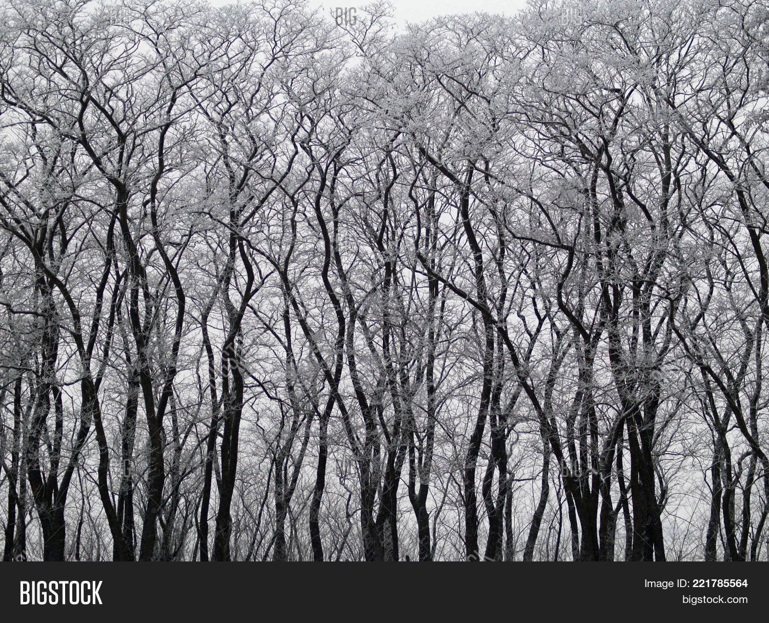 Bound Branches Trees Image & Photo (Free Trial) | Bigstock