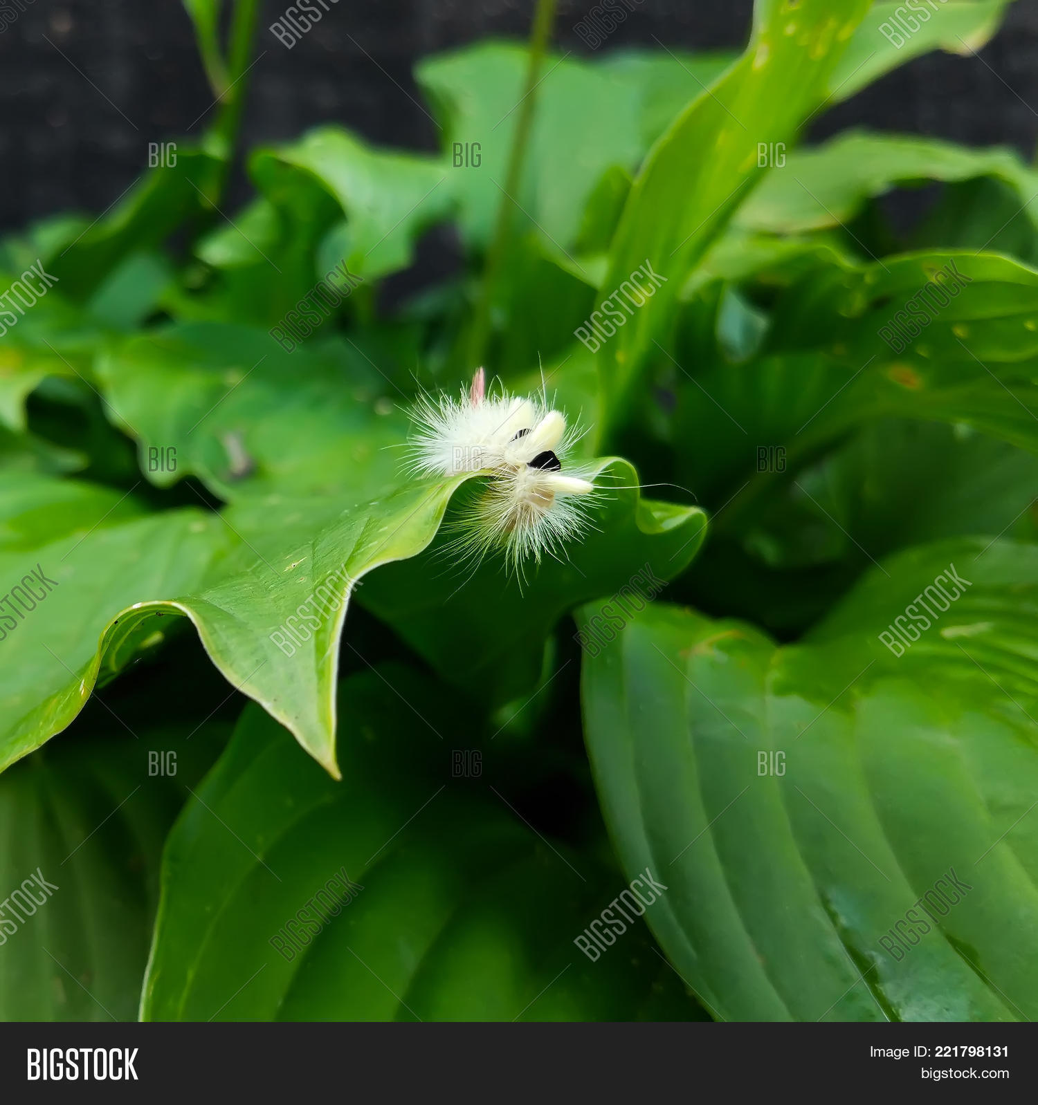 White Fluffy Insect Image & Photo (Free Trial) | Bigstock