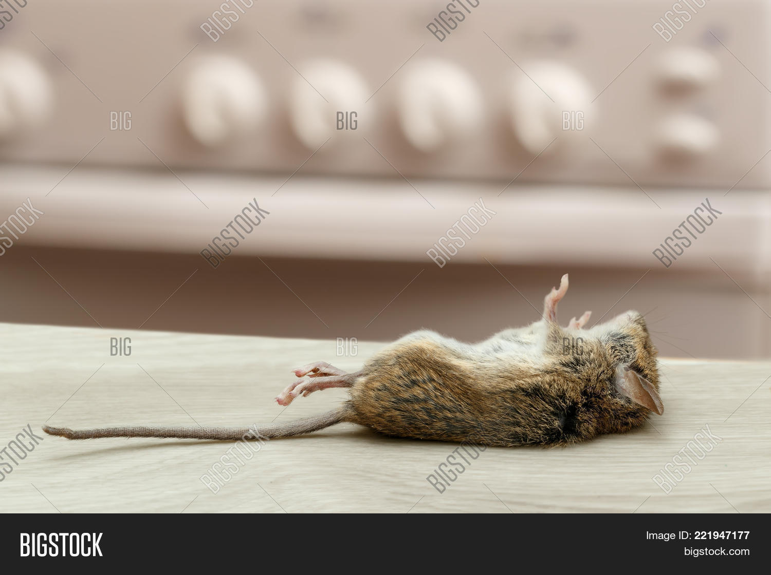 Dead Mouse Apartment Image & Photo (Free Trial) | Bigstock