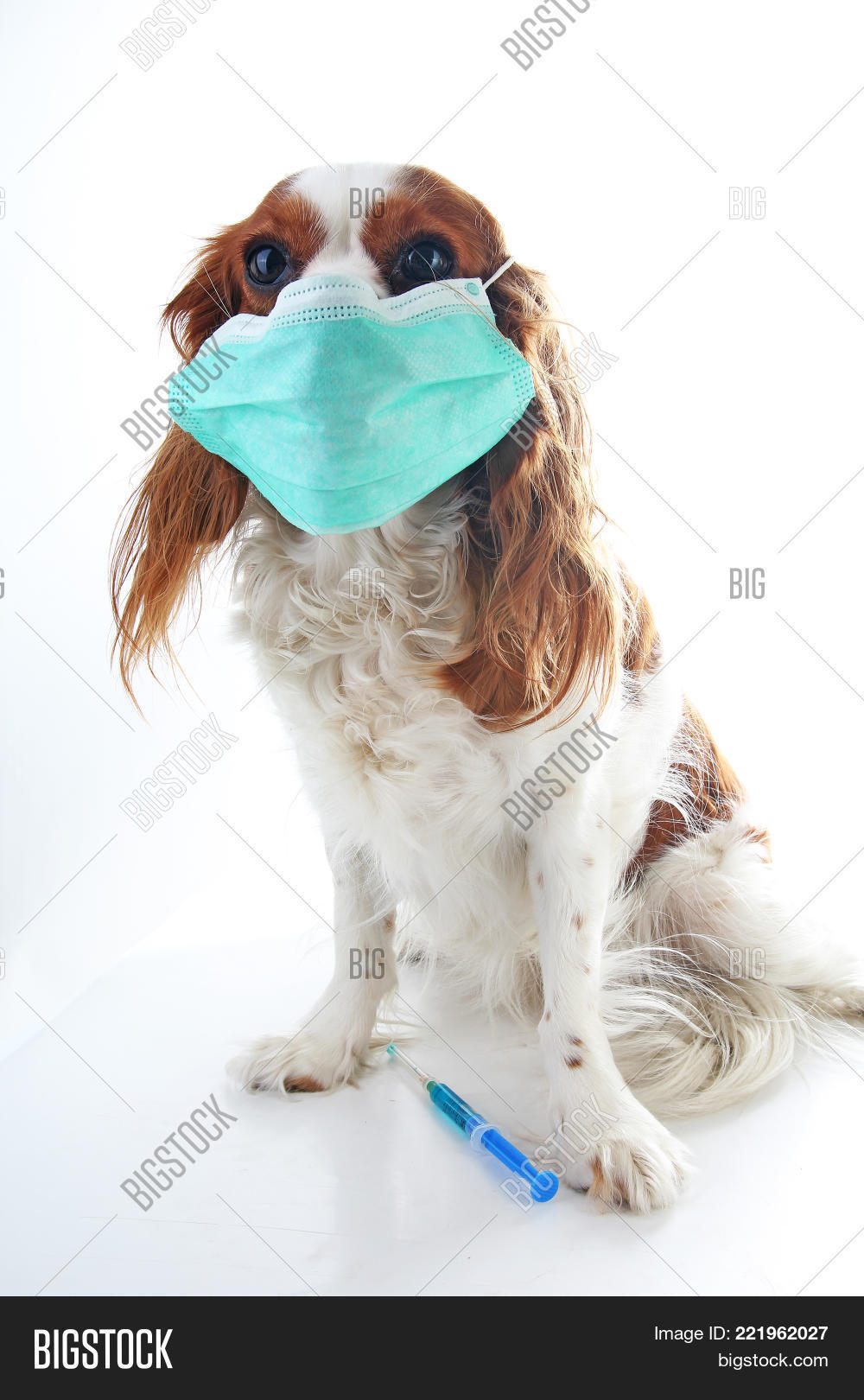Sick Dog Puppy Photo Image & Photo (Free Trial) | Bigstock