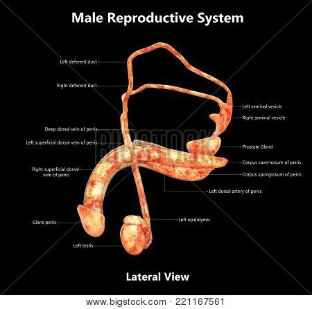 3D Illustration Male Image & Photo (Free Trial) | Bigstock