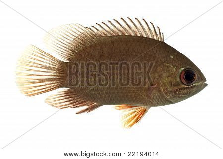 Malamba Leaf Fish Image & Photo (Free Trial) | Bigstock