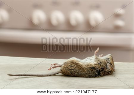 Dead Mouse Apartment Image & Photo (Free Trial) | Bigstock
