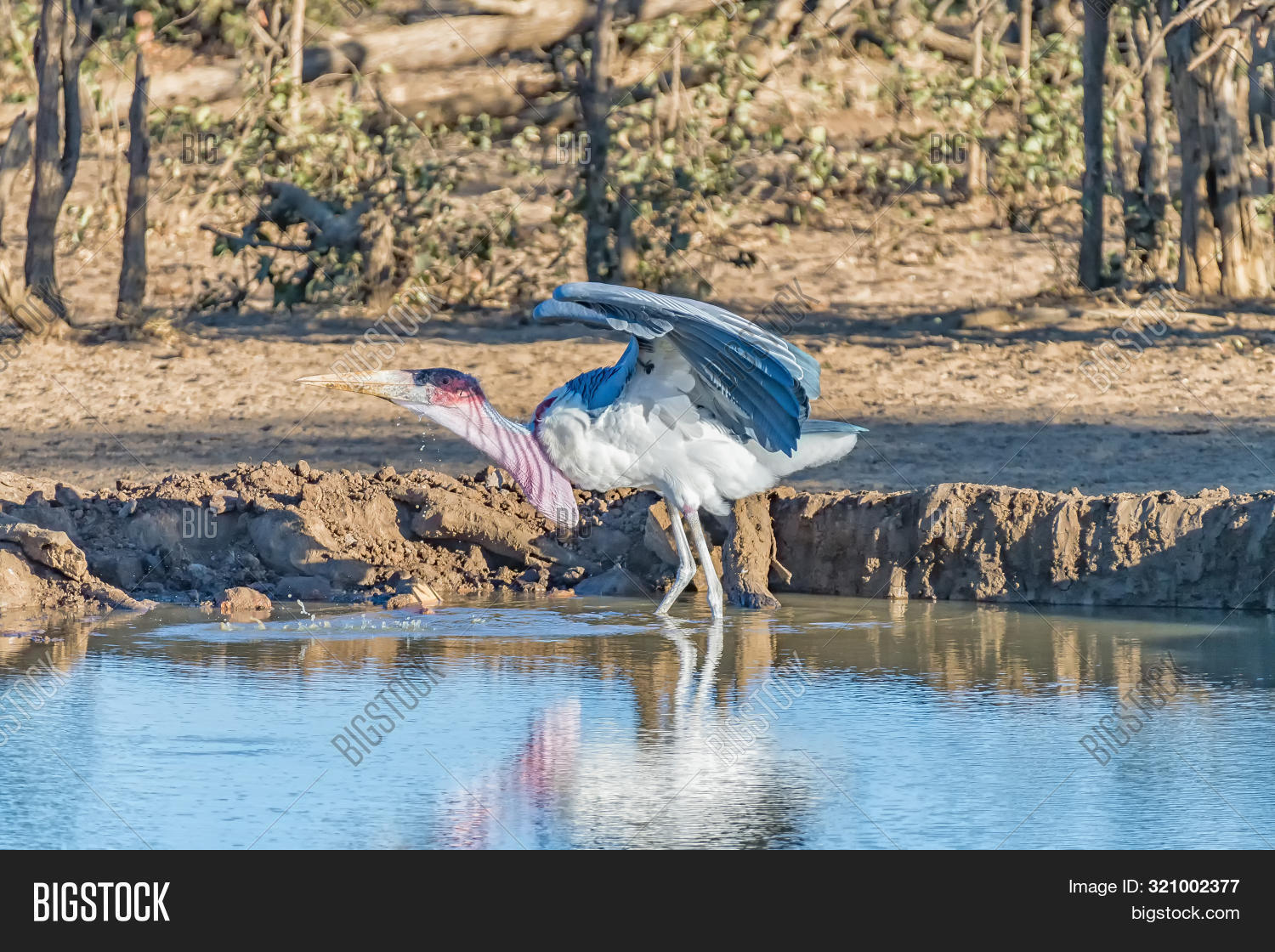 Male Marabou Stork, Image & Photo (Free Trial) | Bigstock
