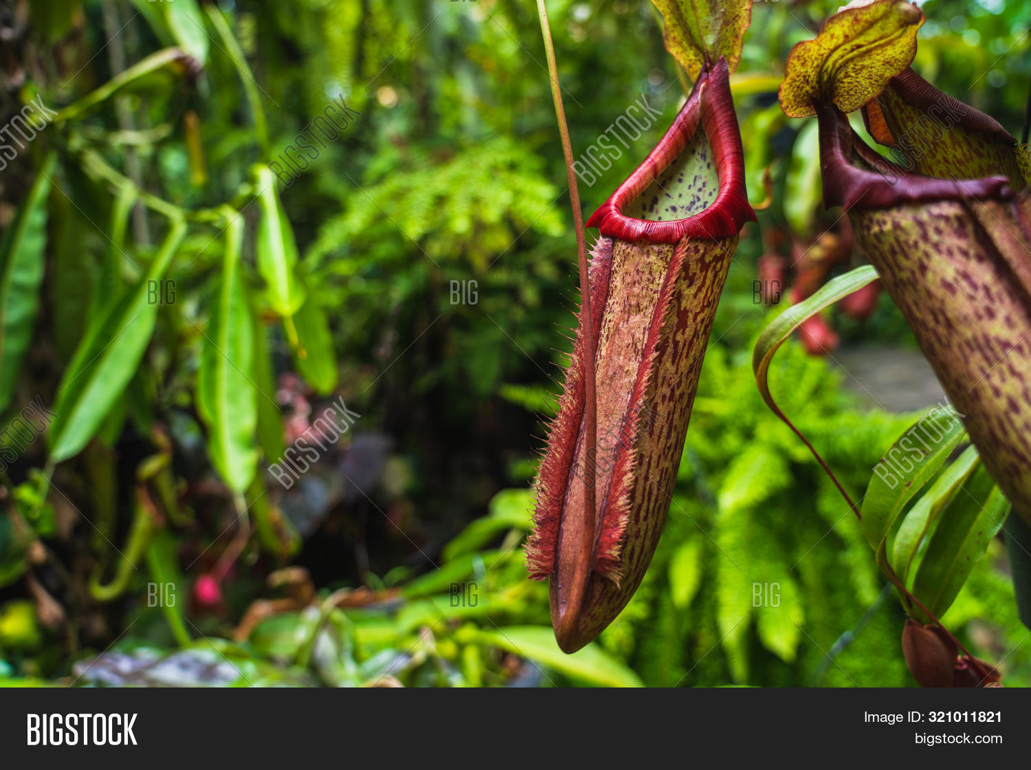 Natural Trap Situation Image & Photo (Free Trial) | Bigstock