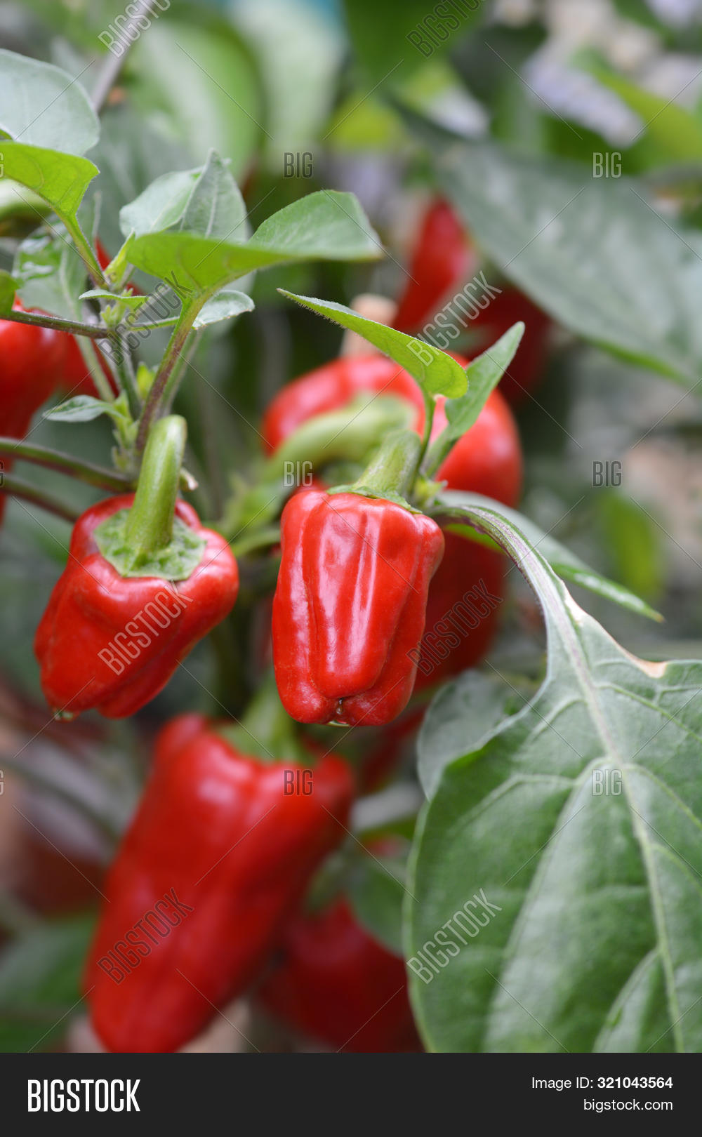 Red Pepper - Latin Image & Photo (Free Trial) | Bigstock